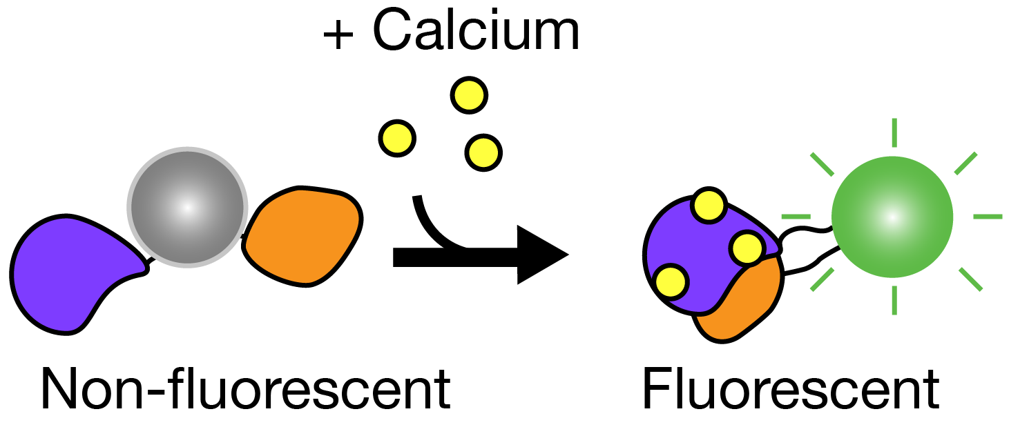Fluorescent Proteins 101: Fluorescent Biosensors